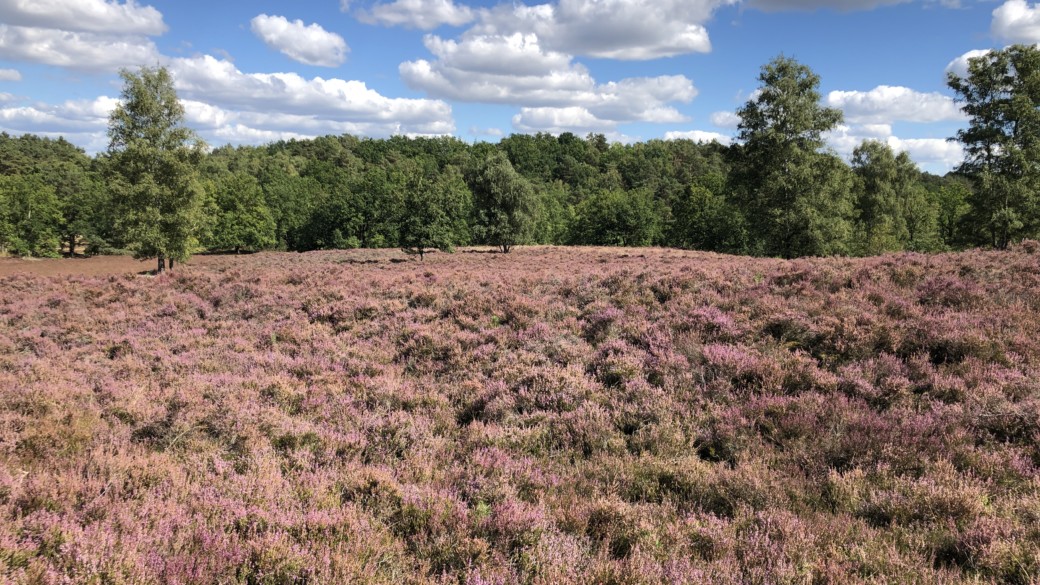 Heideblüte: 7 Ausflugsziele für das lila Naturereignis